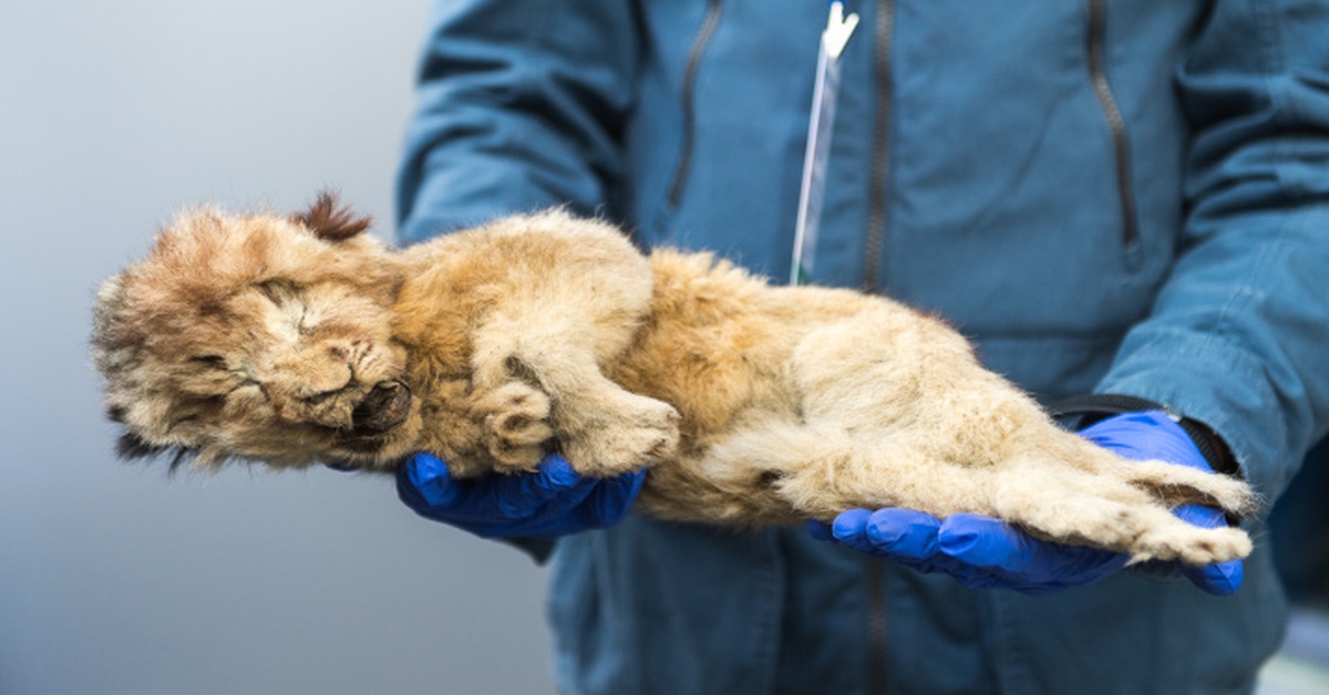 Amazing Discovery: Perfectly Preserved Cave Lion Found in Siberia ...