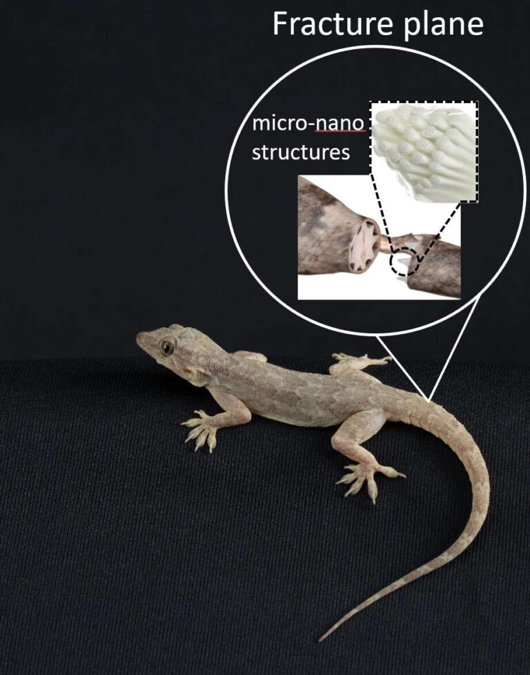 Revealed: How Lizards Self-Amputate Their Tails — With A Twist - Hasan ...
