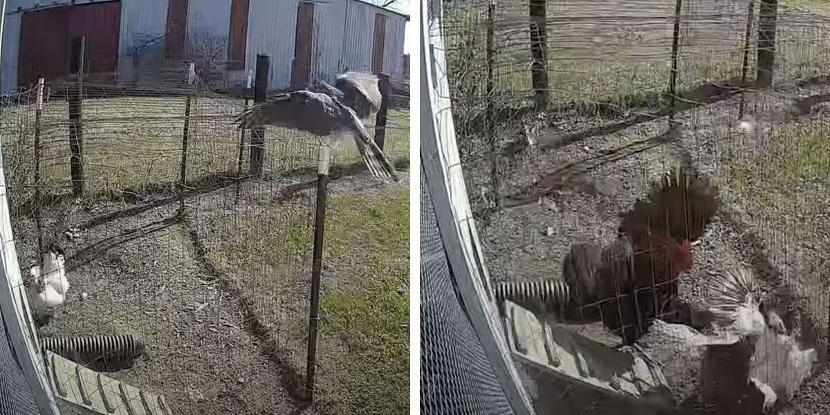 When his girlfriend is attacked by a hawk, hero Rooster saves the day ...
