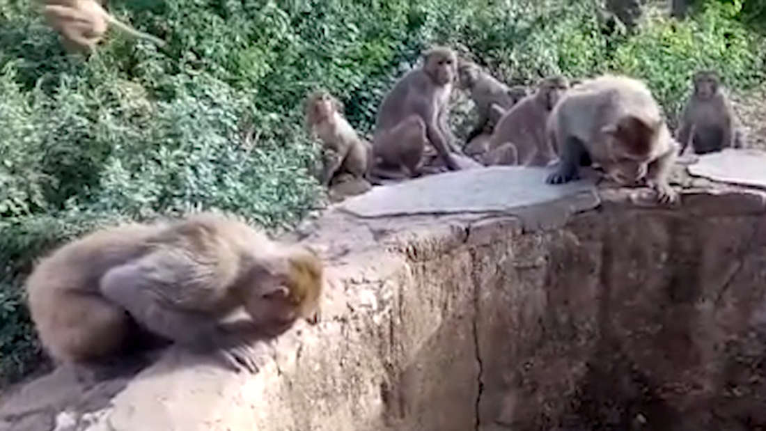 After A Ruckus Caused By A Gang Of Macaques, Locals Rescued A Drowning ...