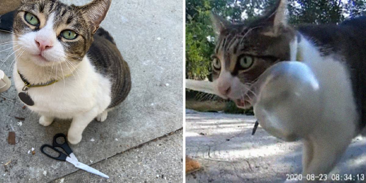 Sneaky Cat Steals Oddities From Her Neighbors To ‘Gift’ To Her Mother ...