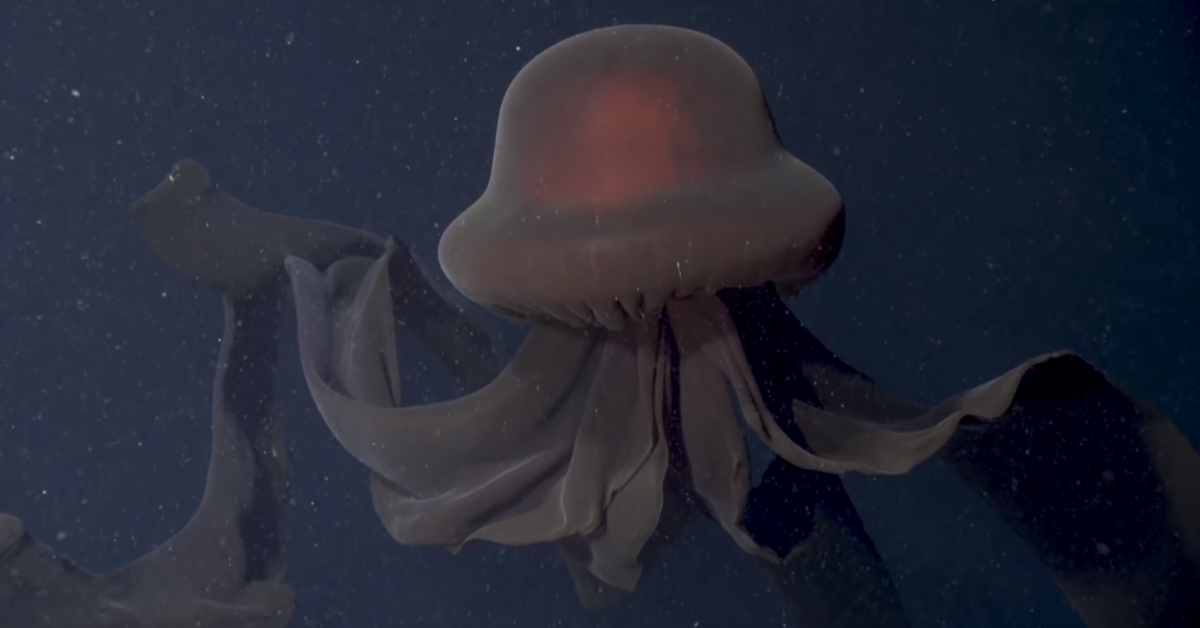 New footage reveals a mysterious giant deep-sea 'Phantom' jelly that ...