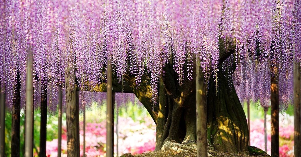 This 150-Year-Old Wisteria Tree Is the World’s Most Beautiful - Hasan Jasim