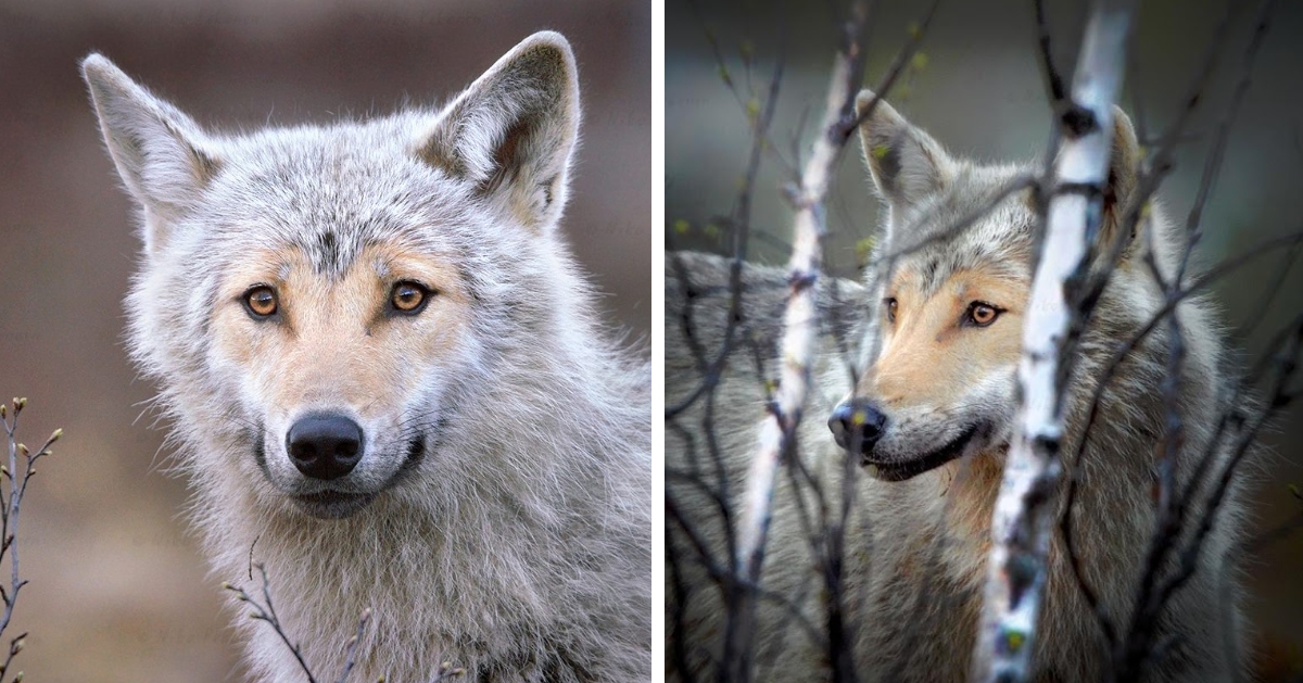 A photographer captures an unusual heart-shaped face wolf in the ...
