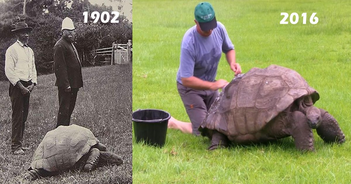 Meet Jonathan, the World's Oldest-Known Animal - Hasan Jasim