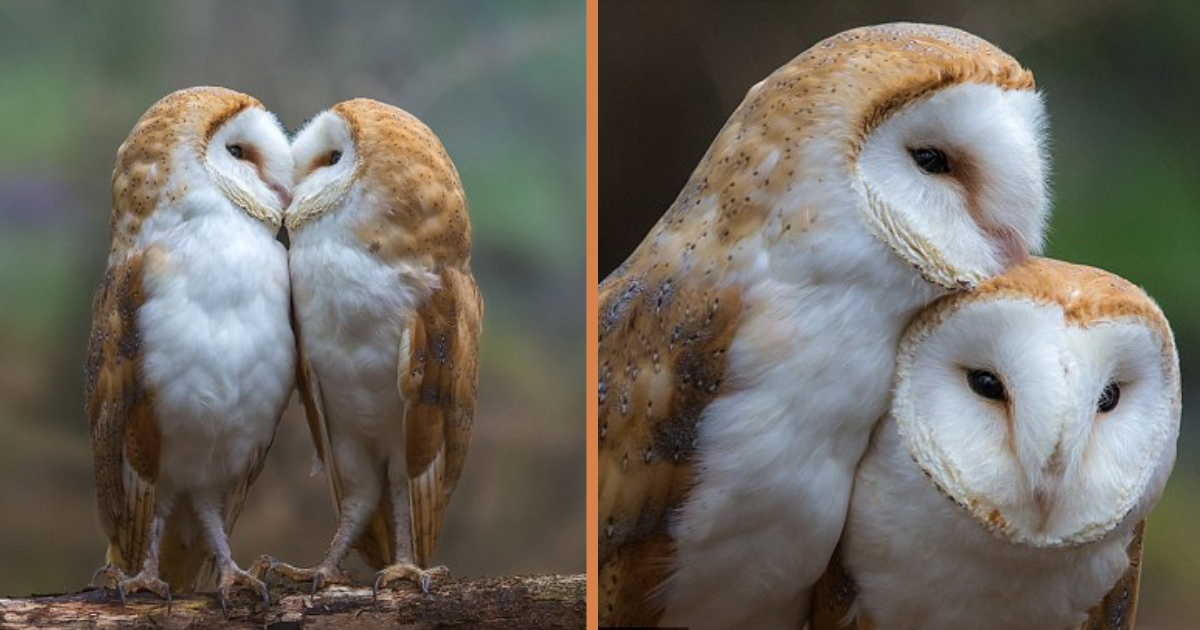 A Photographer Captures A Magical Moment Between Two Sweet Owls - Hasan ...