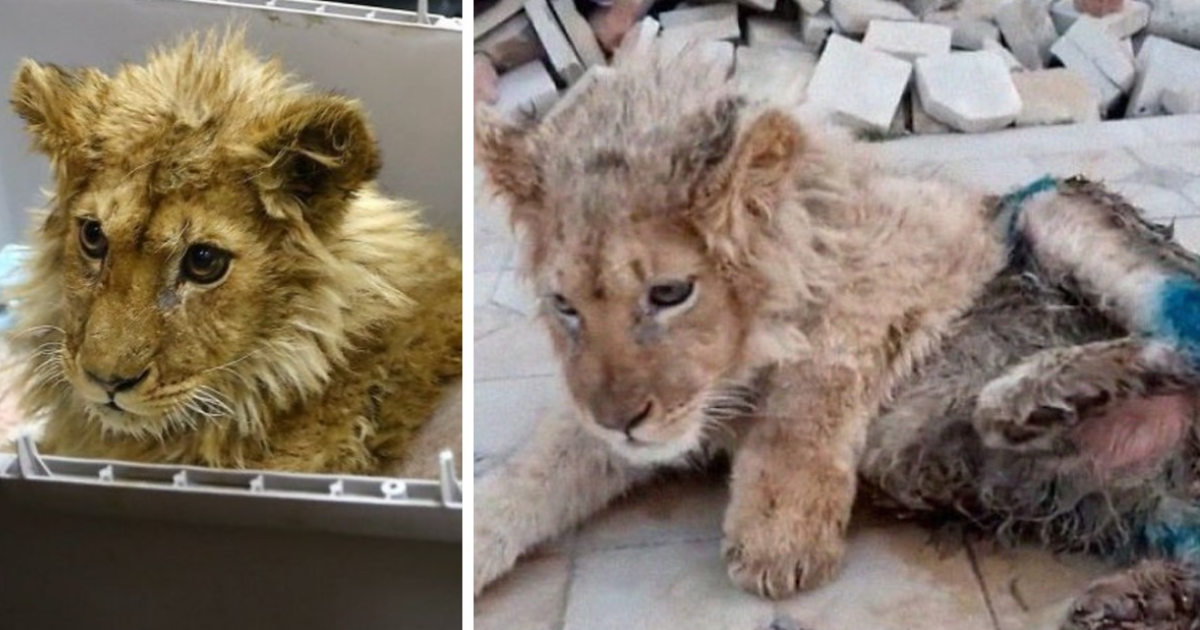 Rescuers Save A Baby Lion Whose Legs Were Broken While Posing For ...