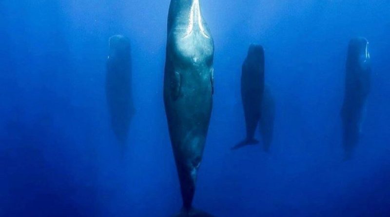 Uncovering the Mystery of Sleeping Whales: The Amazing Phenomenon of ...
