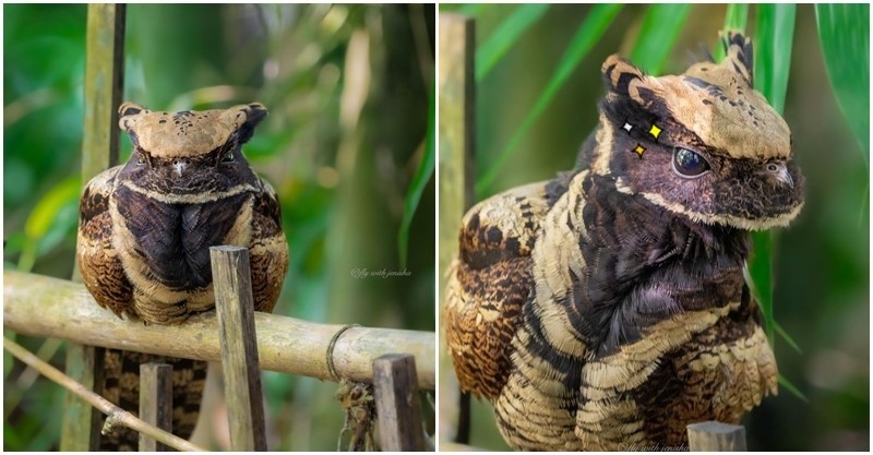 This Cute Dragon Is Actually A Bird - Hasan Jasim