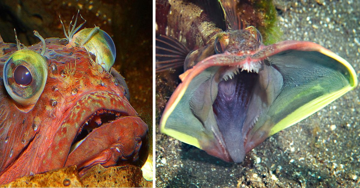 This hot-tempered sea fish has a mouth that is wider than its body ...
