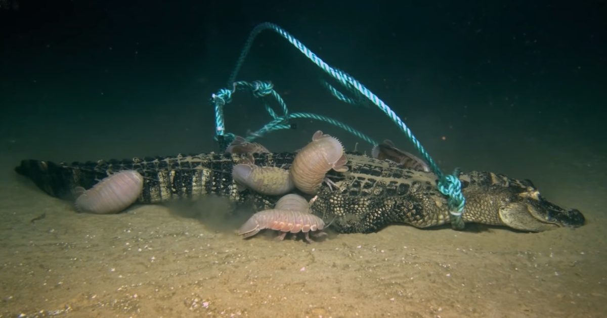 Scientists Sank Three Dead Gators to the Seafloor and They Have Only ...