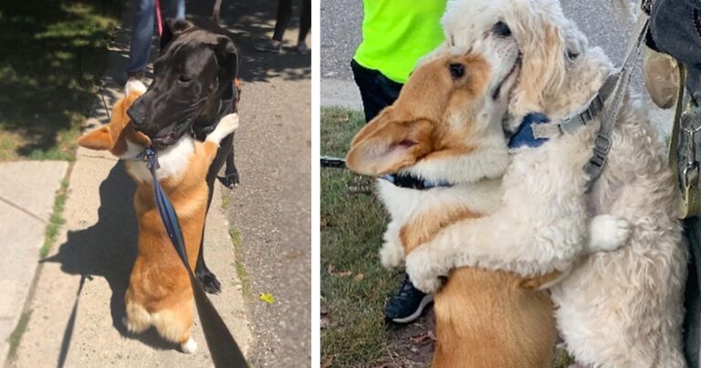 "Extinct" Giant Galapagos Tortoise Discovered Chilling Alone On Remote ...
