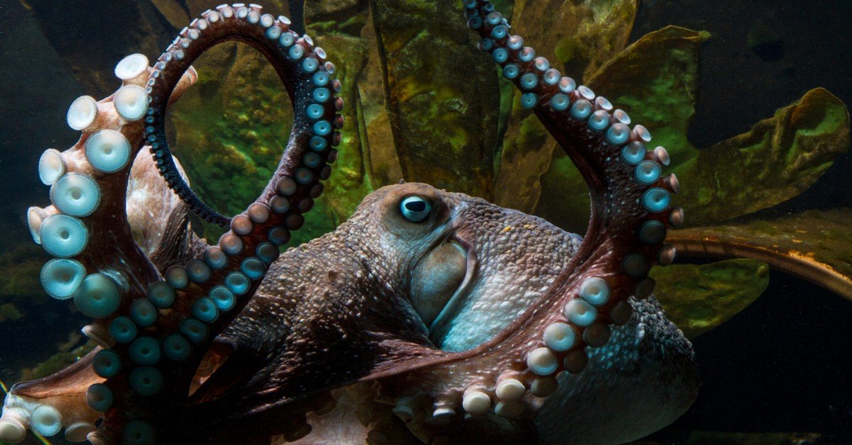 Inky's Impossible Escape from a New Zealand Aquarium by Octopus Houdini ...
