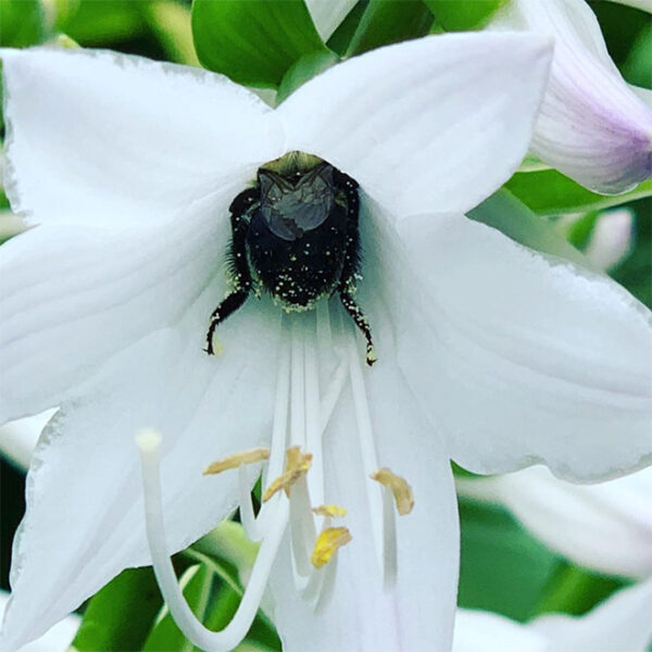 Adorable Bumblebee Butts Are Taking Over the Internet – Here’s Why We ...