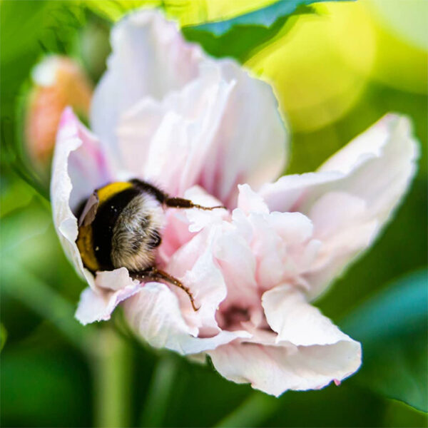 Adorable Bumblebee Butts Are Taking Over the Internet – Here’s Why We ...