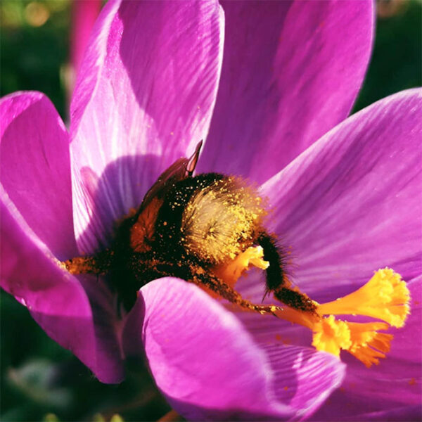 Adorable Bumblebee Butts Are Taking Over the Internet – Here’s Why We ...
