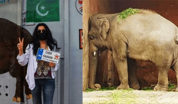 Why Did US Singer Cher Rescue Elephant Kavaan From Pakistan’s Zoo ...