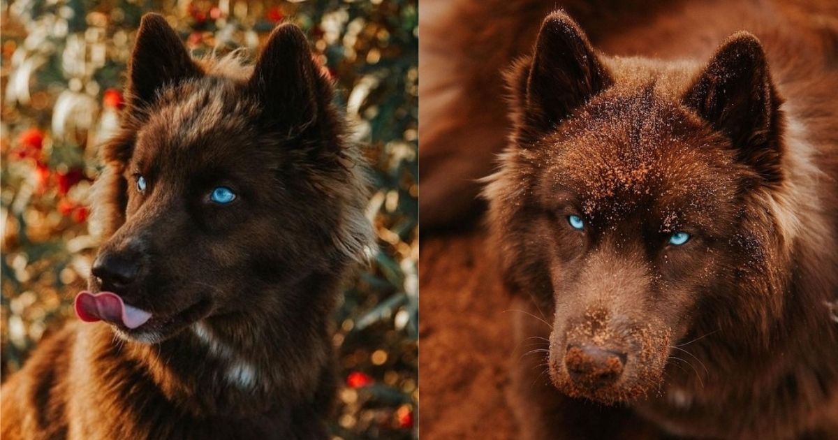 Meet The Stunning, One-Of-A-Kind Chocolate-Brown Siberian Husky With ...