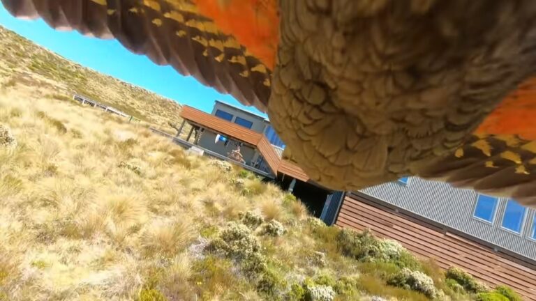 A wild parrot flies away with a family’s GoPro camera, capturing ...