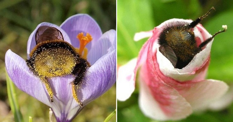 Adorable Bumblebee Butts Are Taking Over the Internet – Here’s Why We ...