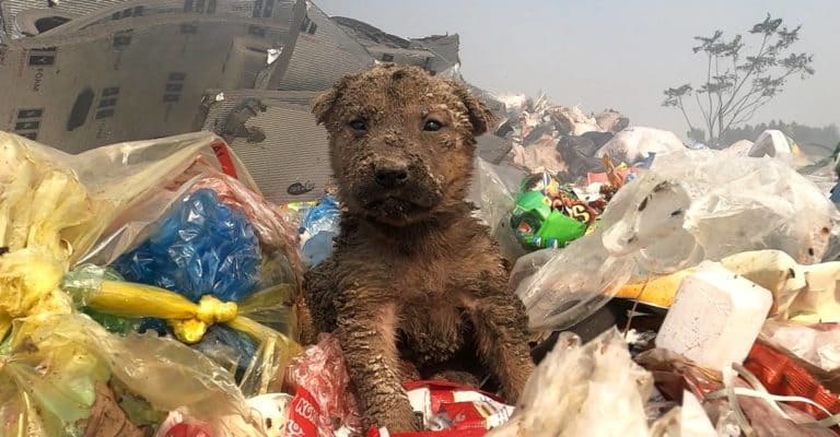 Poor Puppy Was Found And Rescued After Being Dumped To Fight In The ...