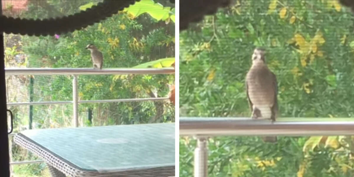 After Seeing A Woman Feed Cats, A Clever Crow Learns To Meow - Hasan Jasim