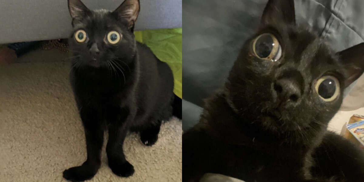 A Family Discovers An Abandoned Kitten That Resembles A Little Alien ...