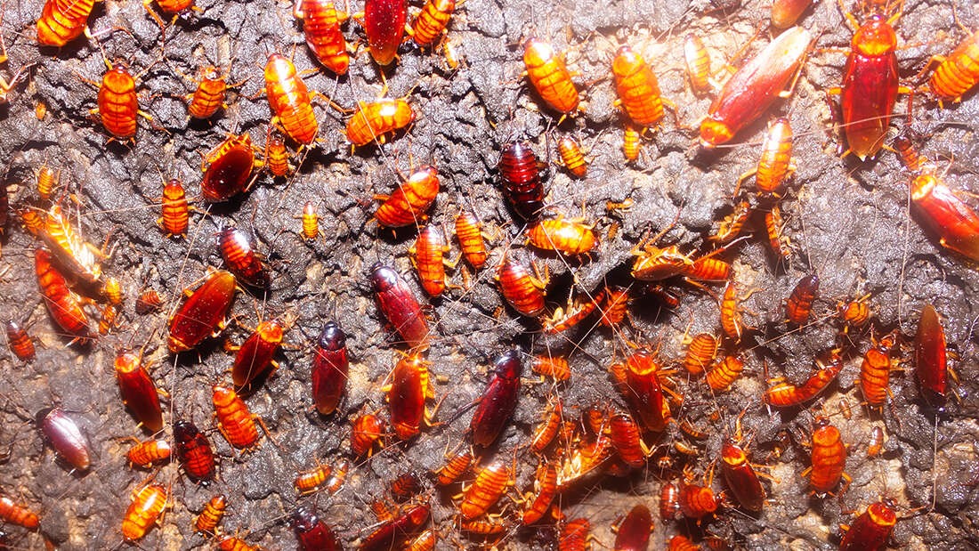 Cockroaches will almost certainly survive a nuclear attack, but they ...