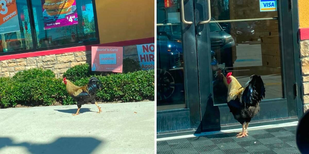 After The Hurricane, A Lost Rooster Shows Up To Popeyes And Refuses To ...