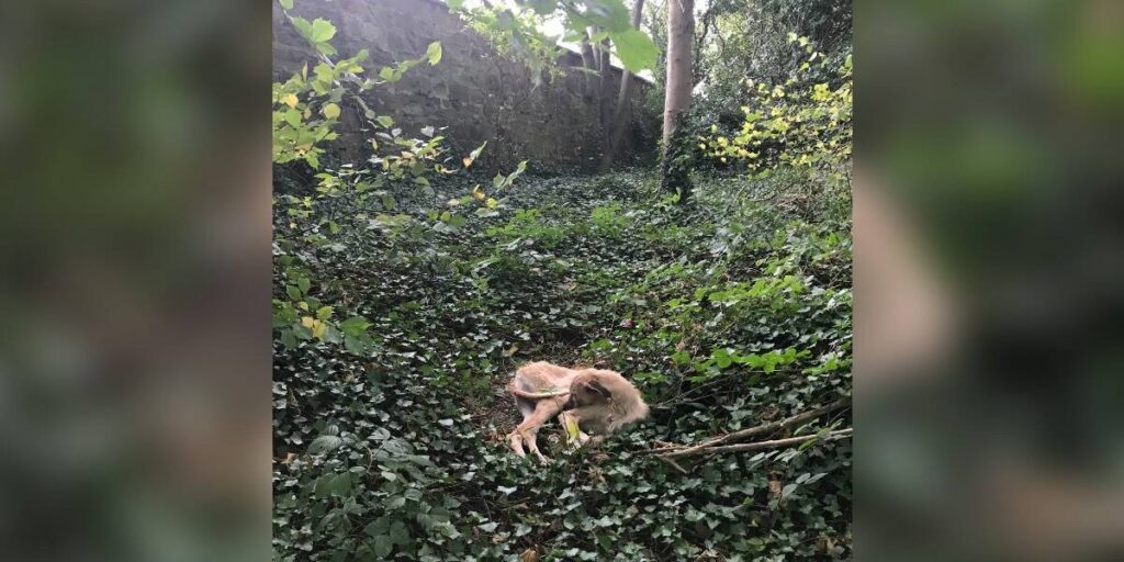 Photos of a 'Human-Sized' Bat are Going Viral. Is it, However, Real ...