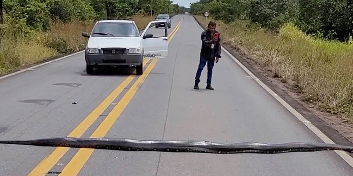 A Man Stops Traffic To Protect A Massive Snake Slithering Across The ...