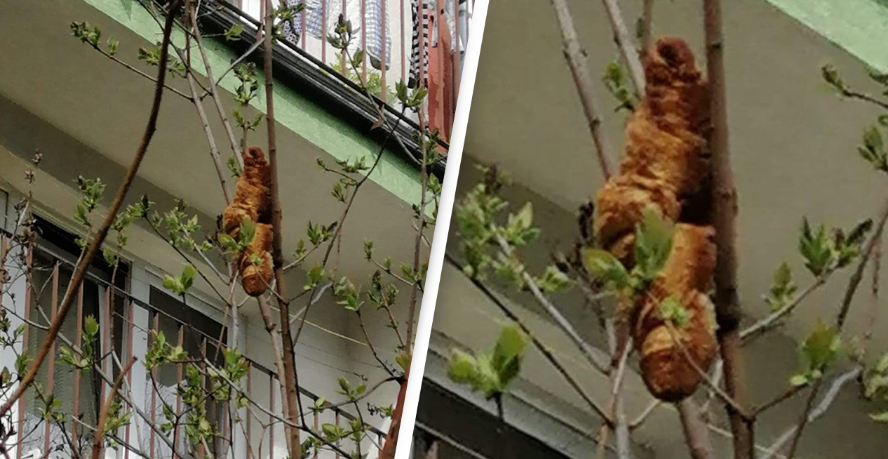 A Frantic Call Is Received By Rescuers To Assist A Mystery Animal ...