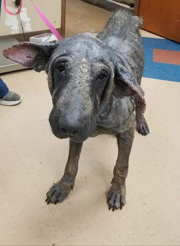 A Dog That Appeared To Have Turned To Stone Is Now Stunning - Hasan Jasim