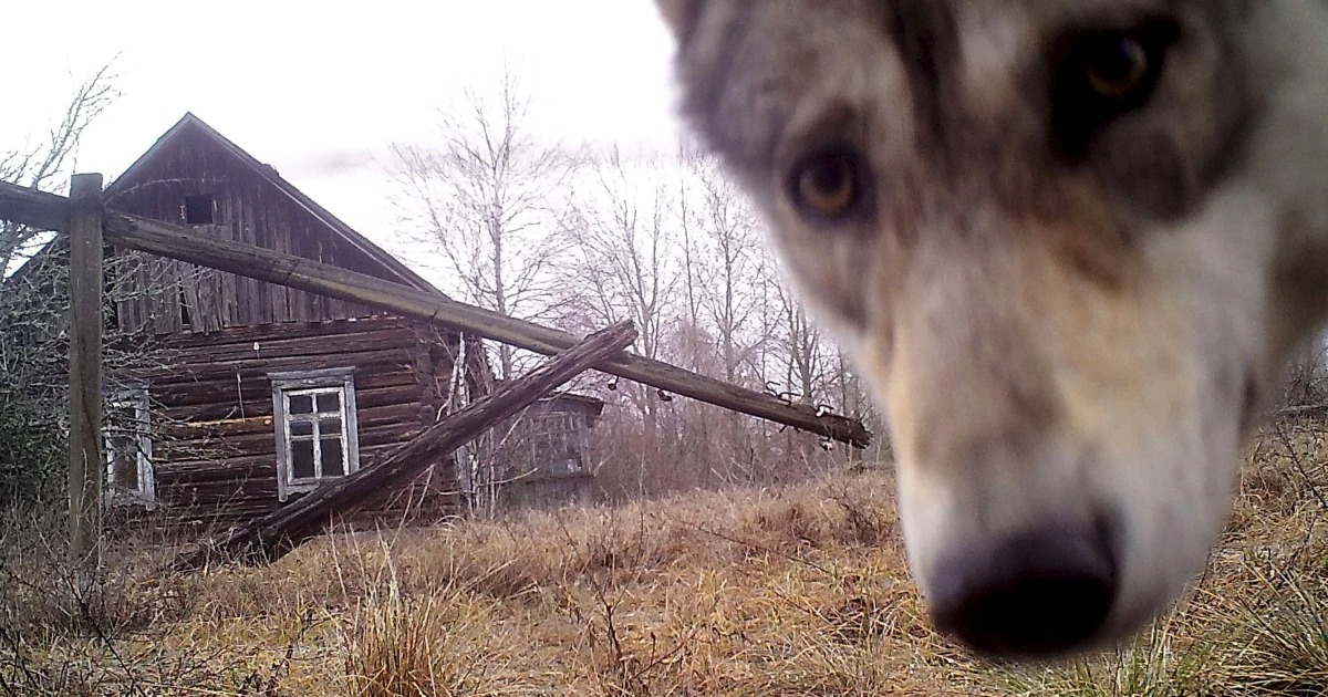 The Chernobyl Nuclear Power Plant Accident is Still Creating ...