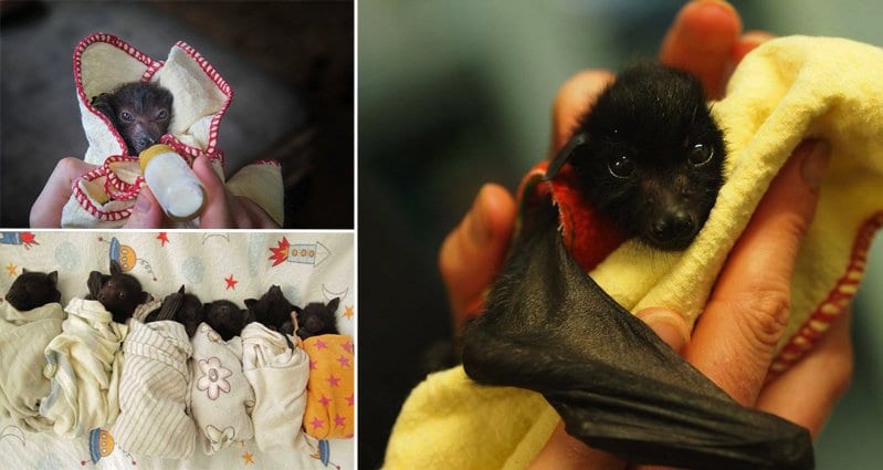 This Australian Bat Hospital's Orphaned Baby Bats are Just too Cute ...