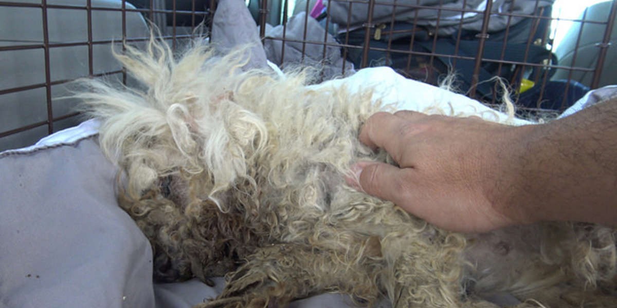 Sick, Mangled Street Dog Can't Believe Someone Wants to Pet Her - Hasan ...