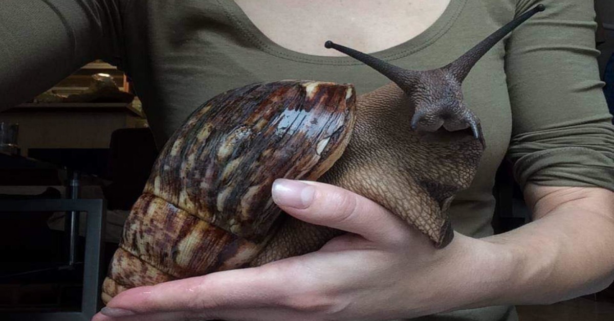 The World’s Largest Snail May Grow to be as Long as a Human Arm - Hasan ...
