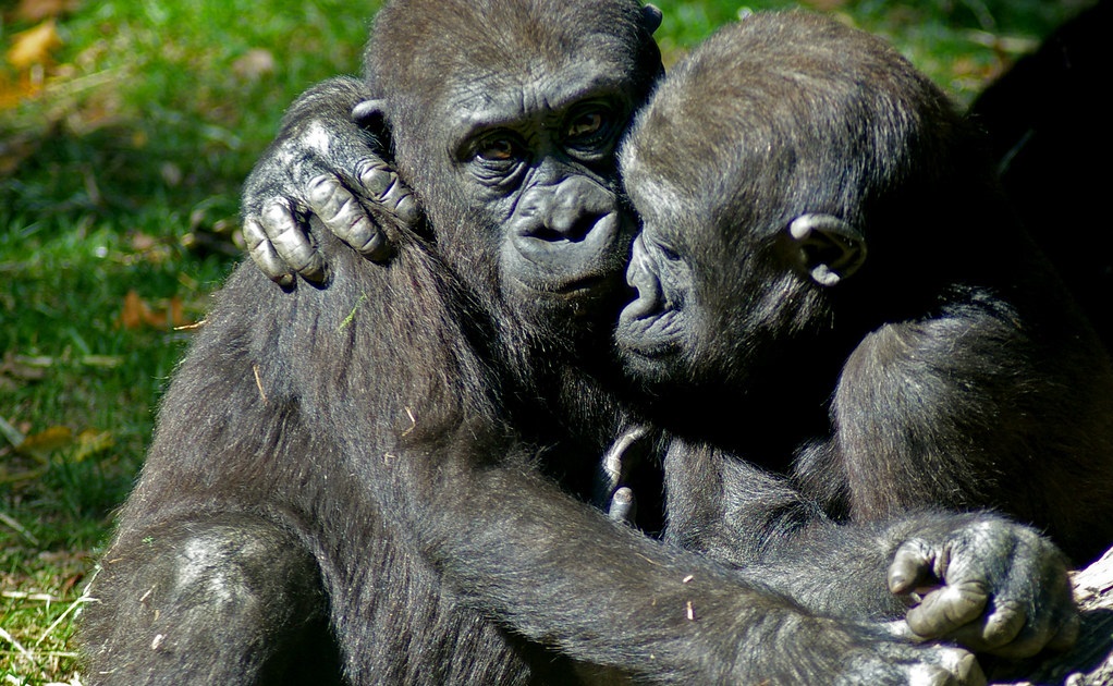 Moment of Emotion After Three Years Apart, Two Gorilla Brothers Have ...