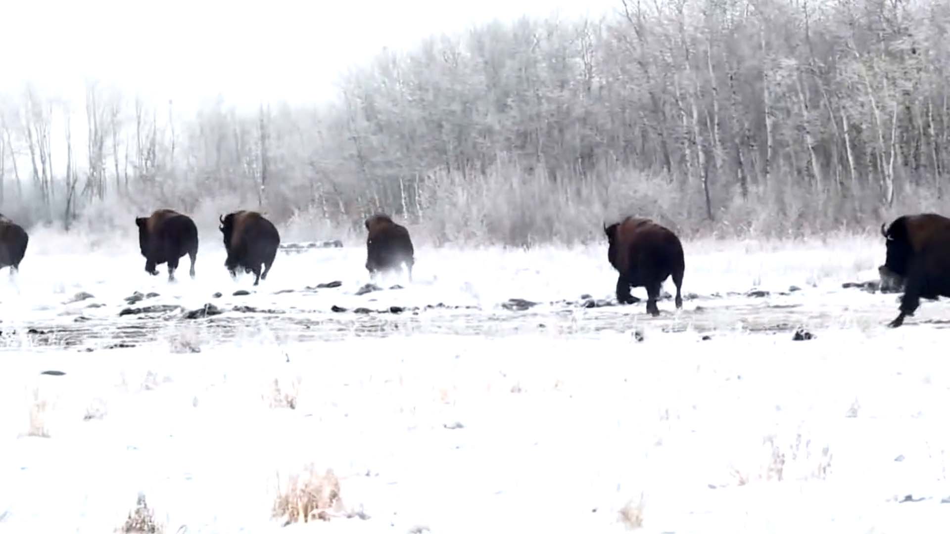First time in 150 years, buffalo are roaming the Cote First Nation ...