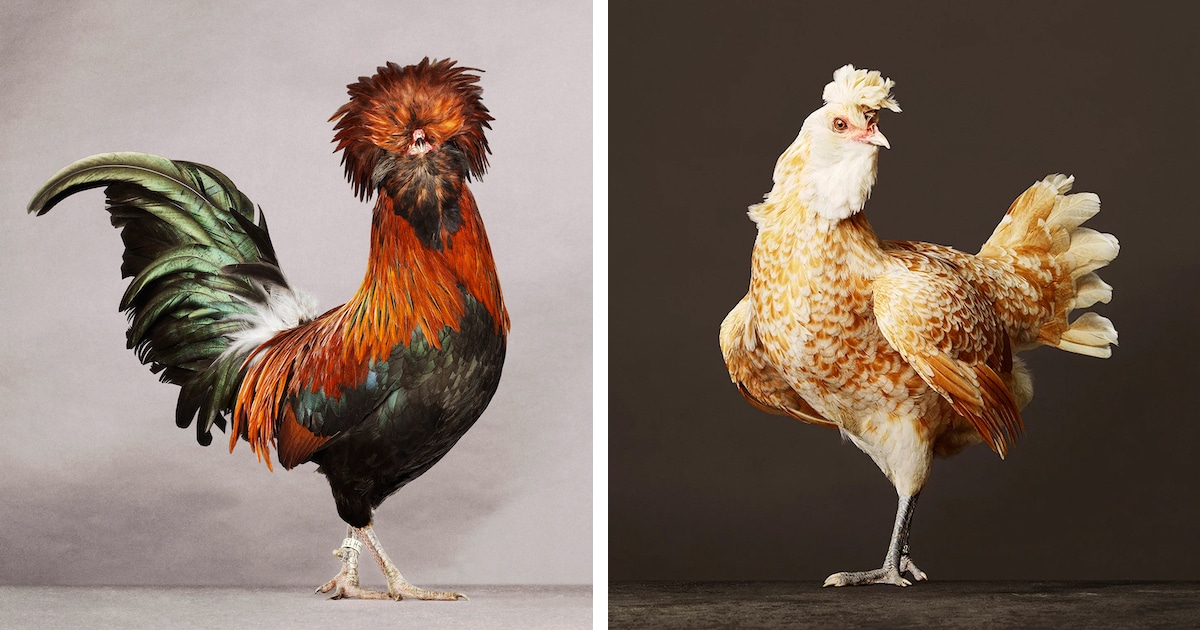 A Photographer Demonstrates How Chickens, Hens, and Roosters Make ...
