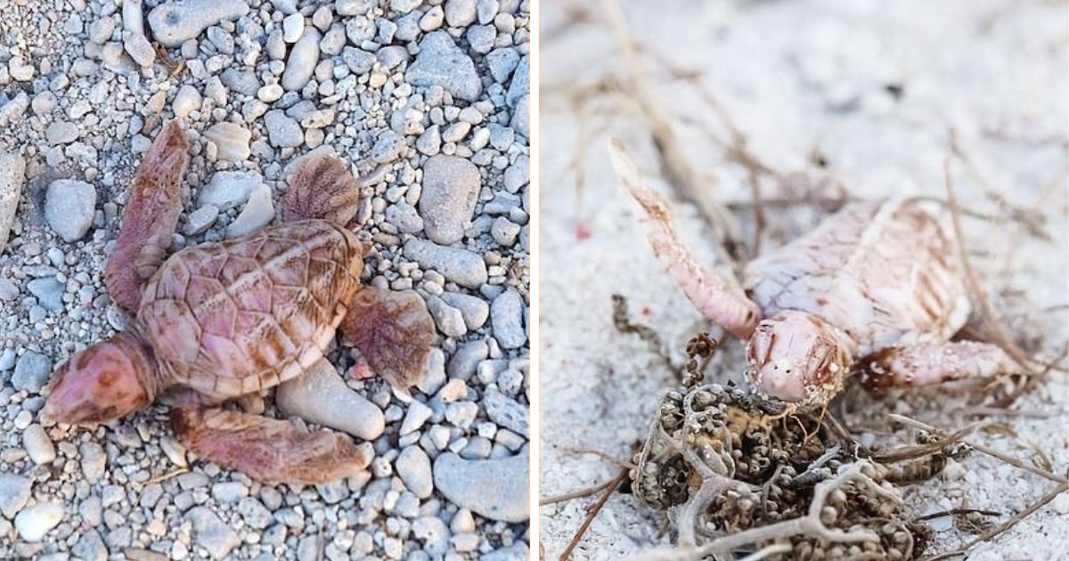 Local Wildlife Experts are Astounded by the Discovery of a Super Rare ...