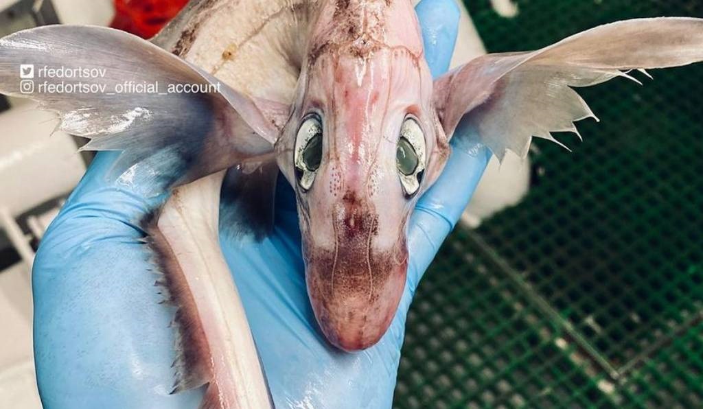 A Strange “Dragon-Like” Deep-Sea Ghost Shark has Been Spotted - Hasan Jasim