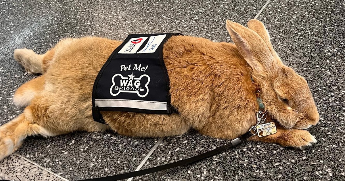 This Cute Giant Rabbit Assists Anxious Travelers at San Francisco ...