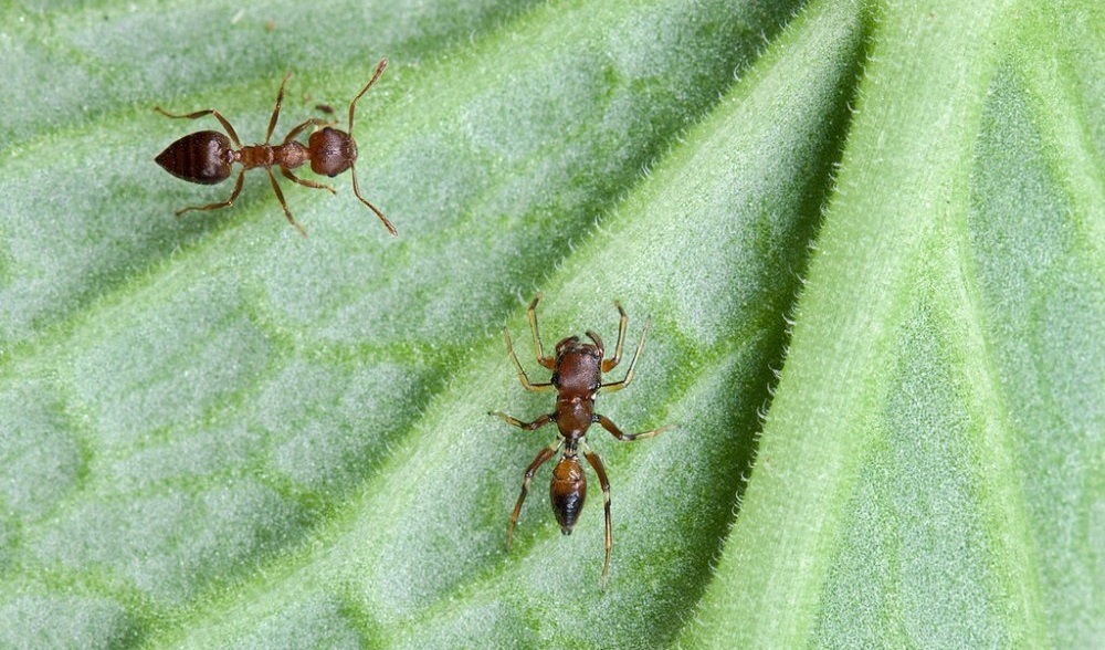 It’s not an Ant on the Right; it’s a Spider Imitating an Ant to ...