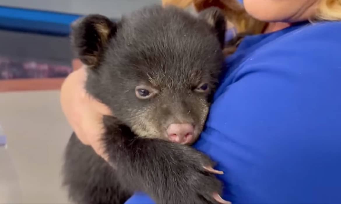 While in The Arms of a News Anchor, a Happy Baby Bear Makes the Cutest ...