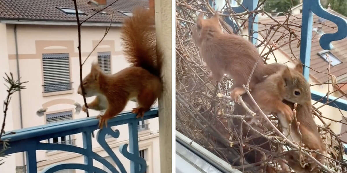 Outside Their Window, a Couple Stands in Awe as a Squirrel Starts a ...