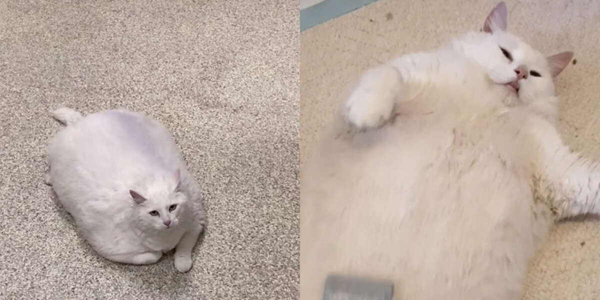 When Someone Brings a 30-Pound Cat to the Shelter, The Staff is Shocked ...