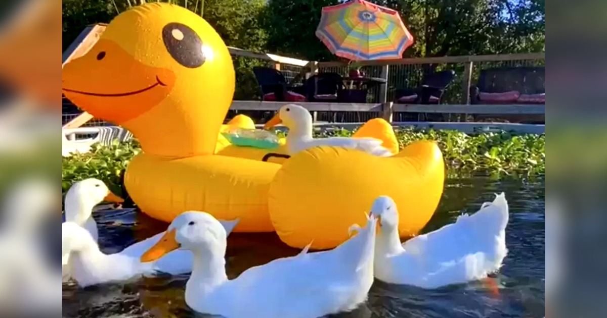 Duck Is Proud To Show Off Her Giant Floatie Despite Her Inability To ...