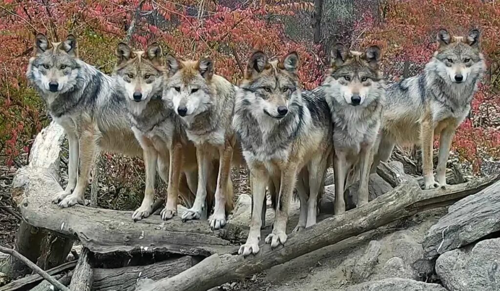 A Rare Beauty: A Stunning Wolf Family Portrait - Hasan Jasim