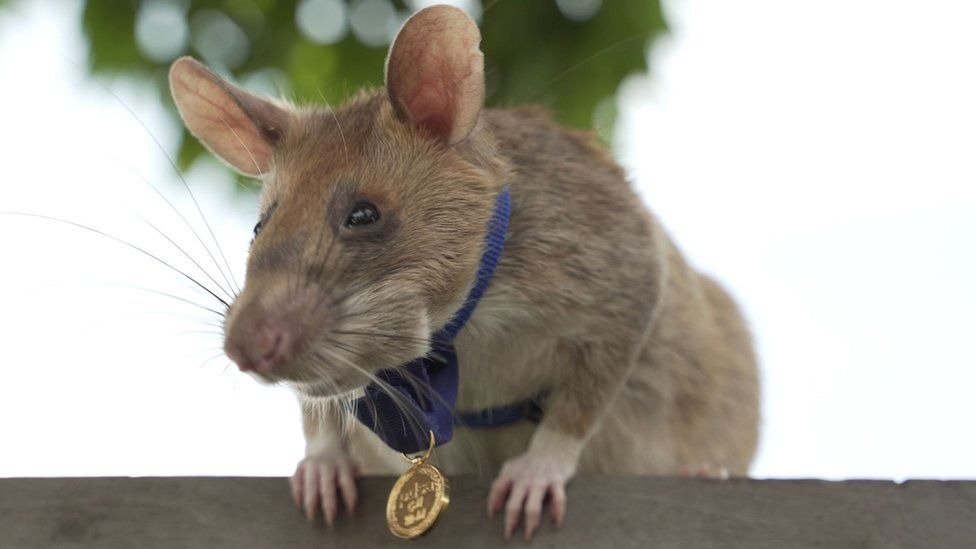 A Medal Has Been Awarded To An African Giant Pouch Rat For Hunting ...